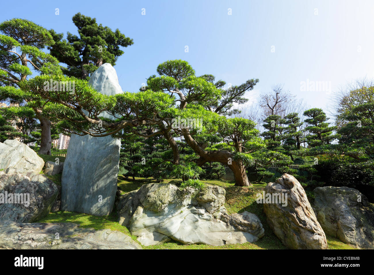 chinese garden plant Stock Photo - Alamy