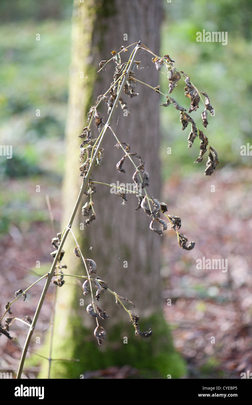 Symptoms of ash dieback on young ash coppice in Wayland Wood, Norfolk ...