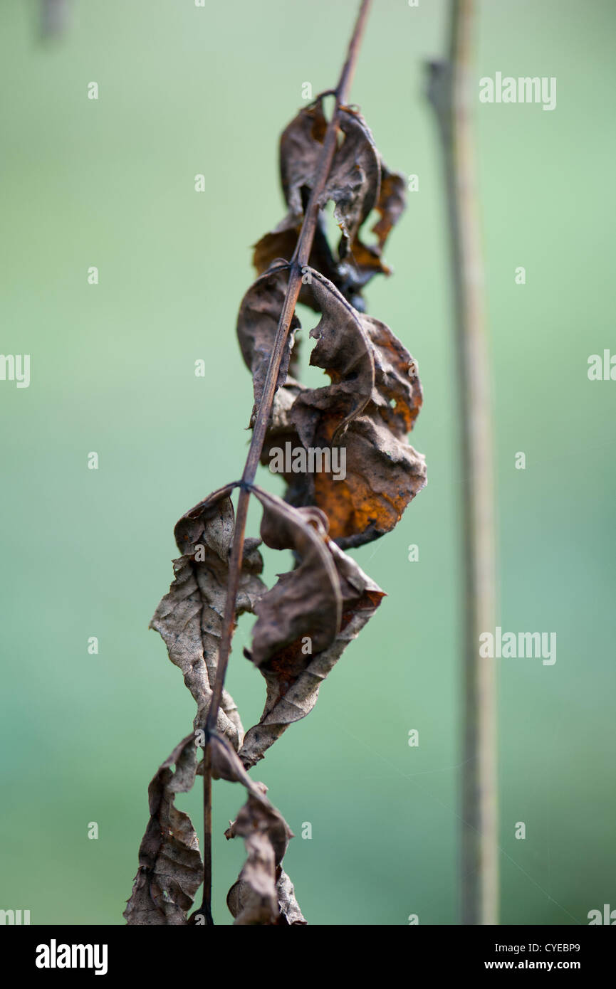 Symptoms of ash dieback on young ash coppice in Wayland Wood, Norfolk ...
