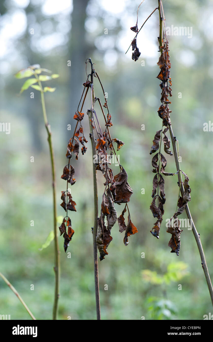 Symptoms of ash dieback on young ash coppice in Wayland Wood, Norfolk ...