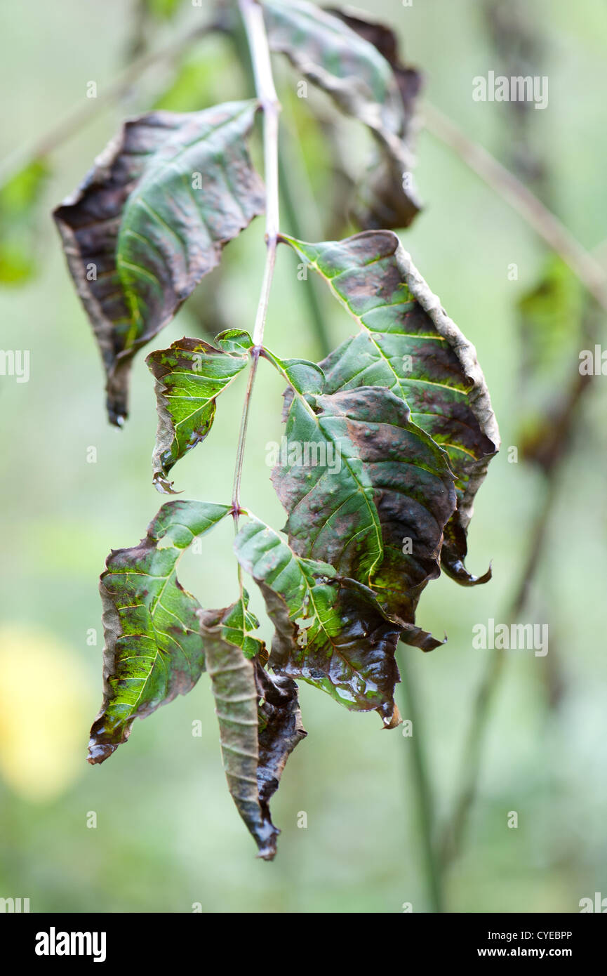 Early symptoms of ash dieback on young ash coppice in Wayland Wood ...
