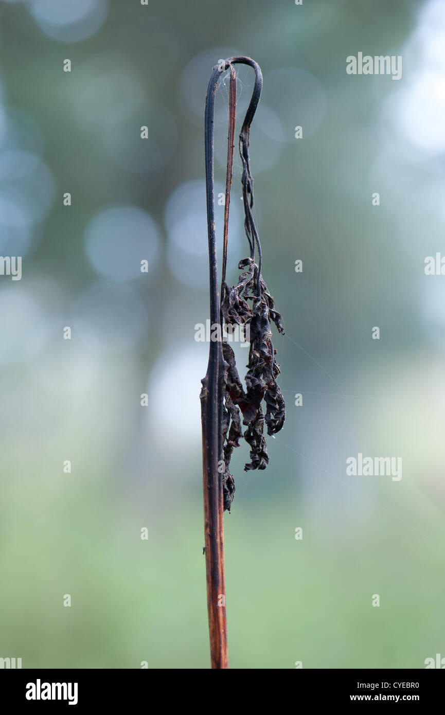 Ash tree disease hi-res stock photography and images - Alamy