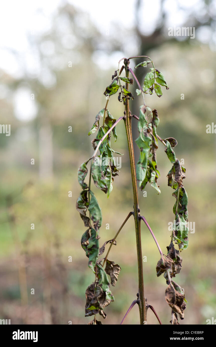 Early symptoms of ash dieback on young ash coppice in Wayland Wood ...