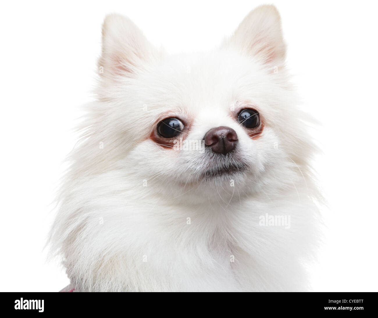 white pomeranian dog Stock Photo - Alamy