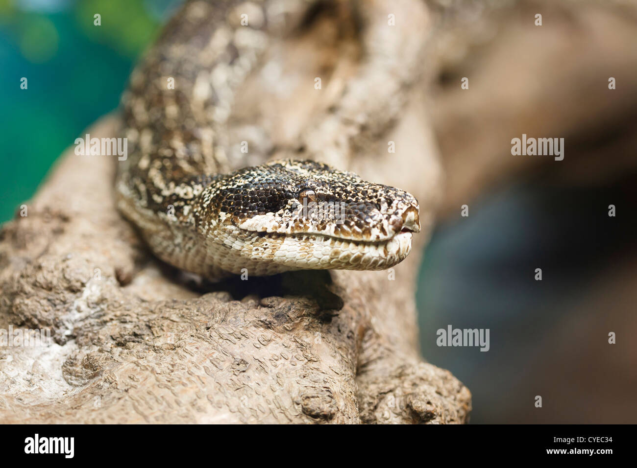 Boa constrictor snake hi-res stock photography and images - Alamy