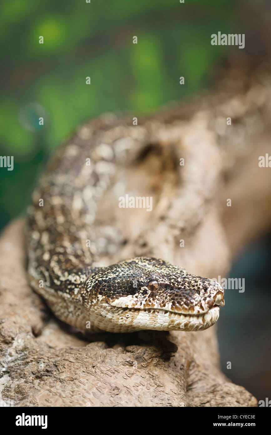 Constrictor snakes hi-res stock photography and images - Alamy