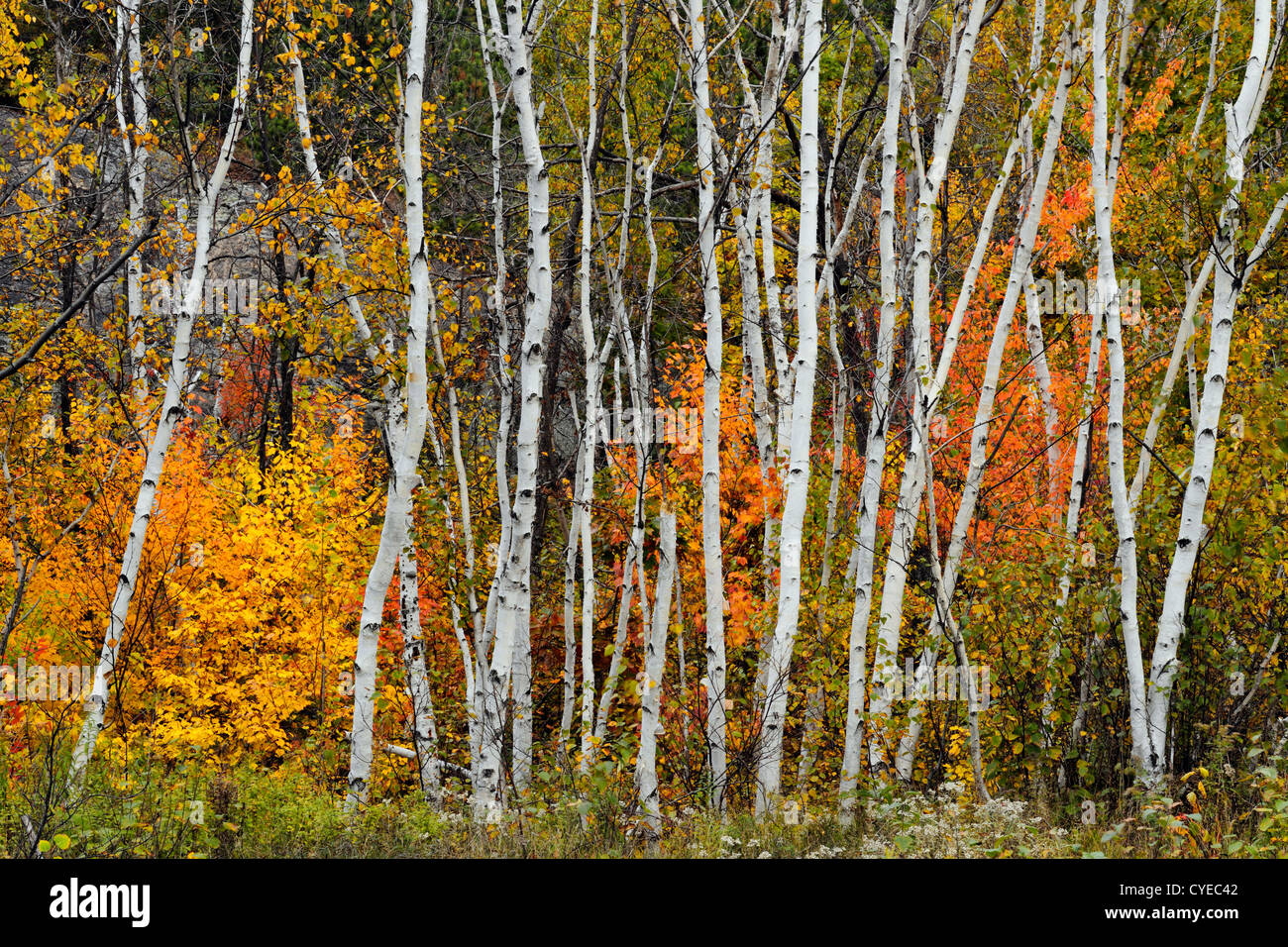 White birch tree trunks surrounding a maple understory, Greater Sudbury ...