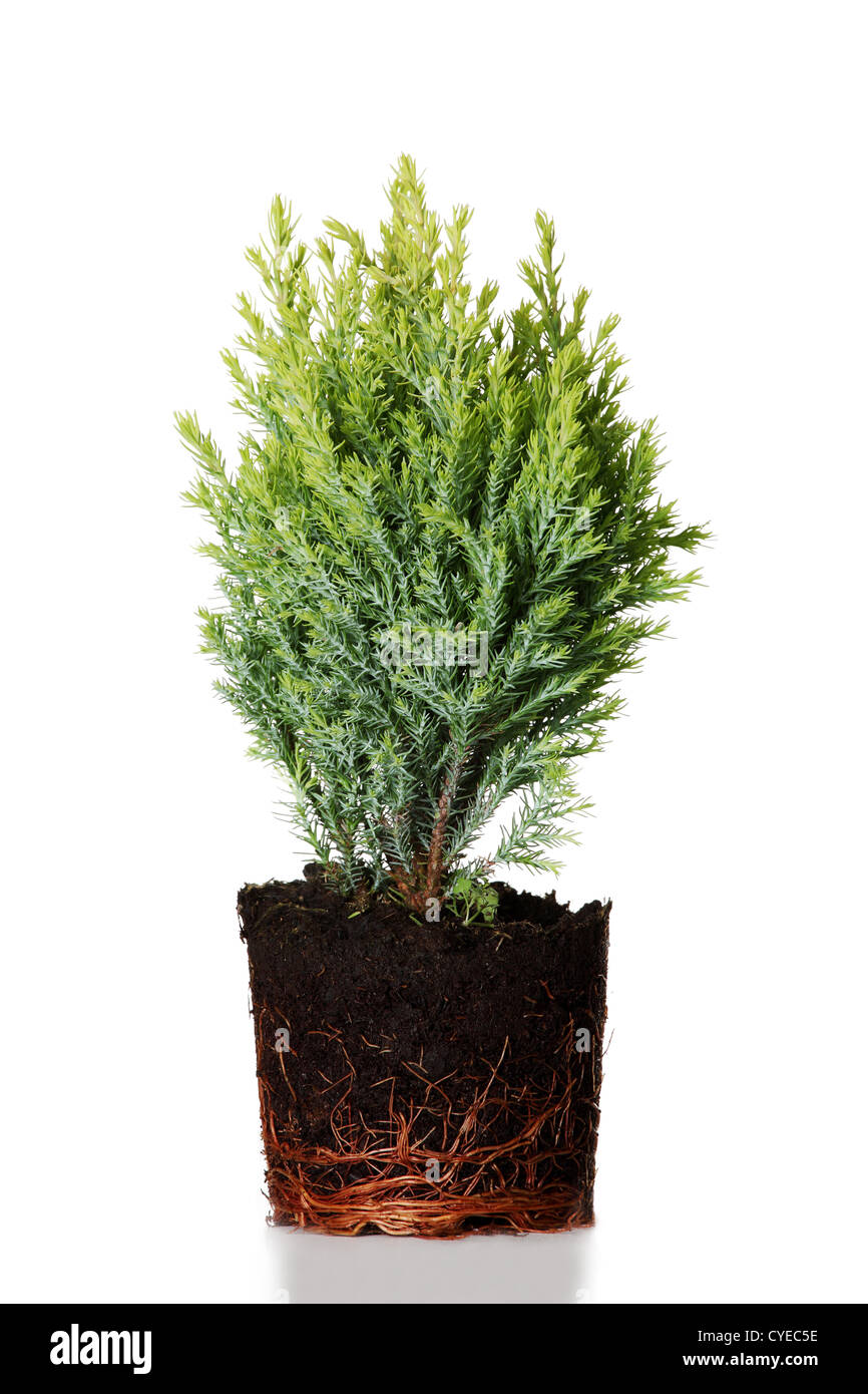 Thuja bush close hi-res stock photography and images - Alamy