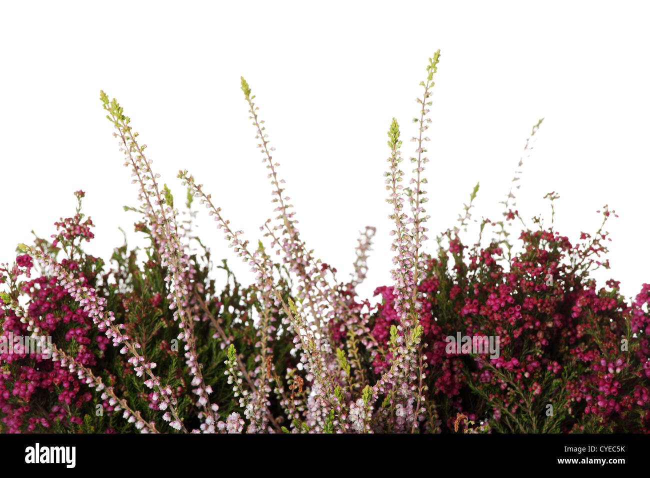 Heather with flowers isolated on white background Stock Photo - Alamy