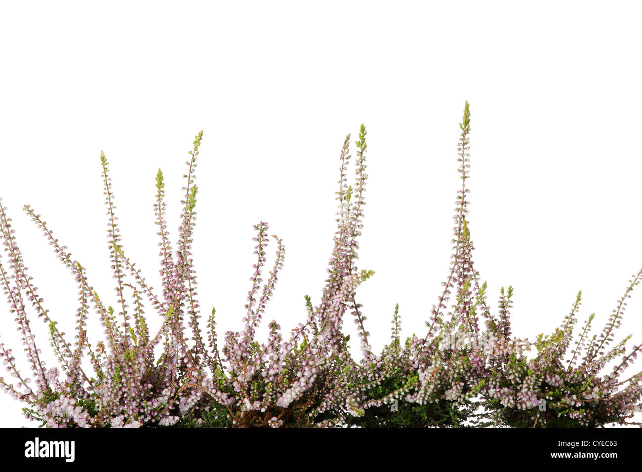 Heather with flowers isolated on white background Stock Photo - Alamy