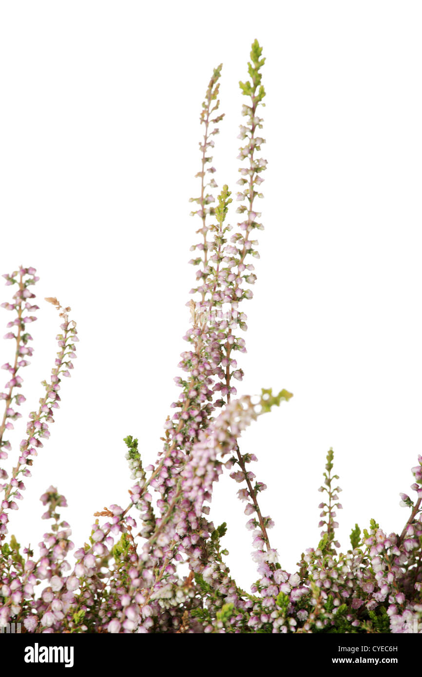 Heather with flowers isolated on white background Stock Photo - Alamy