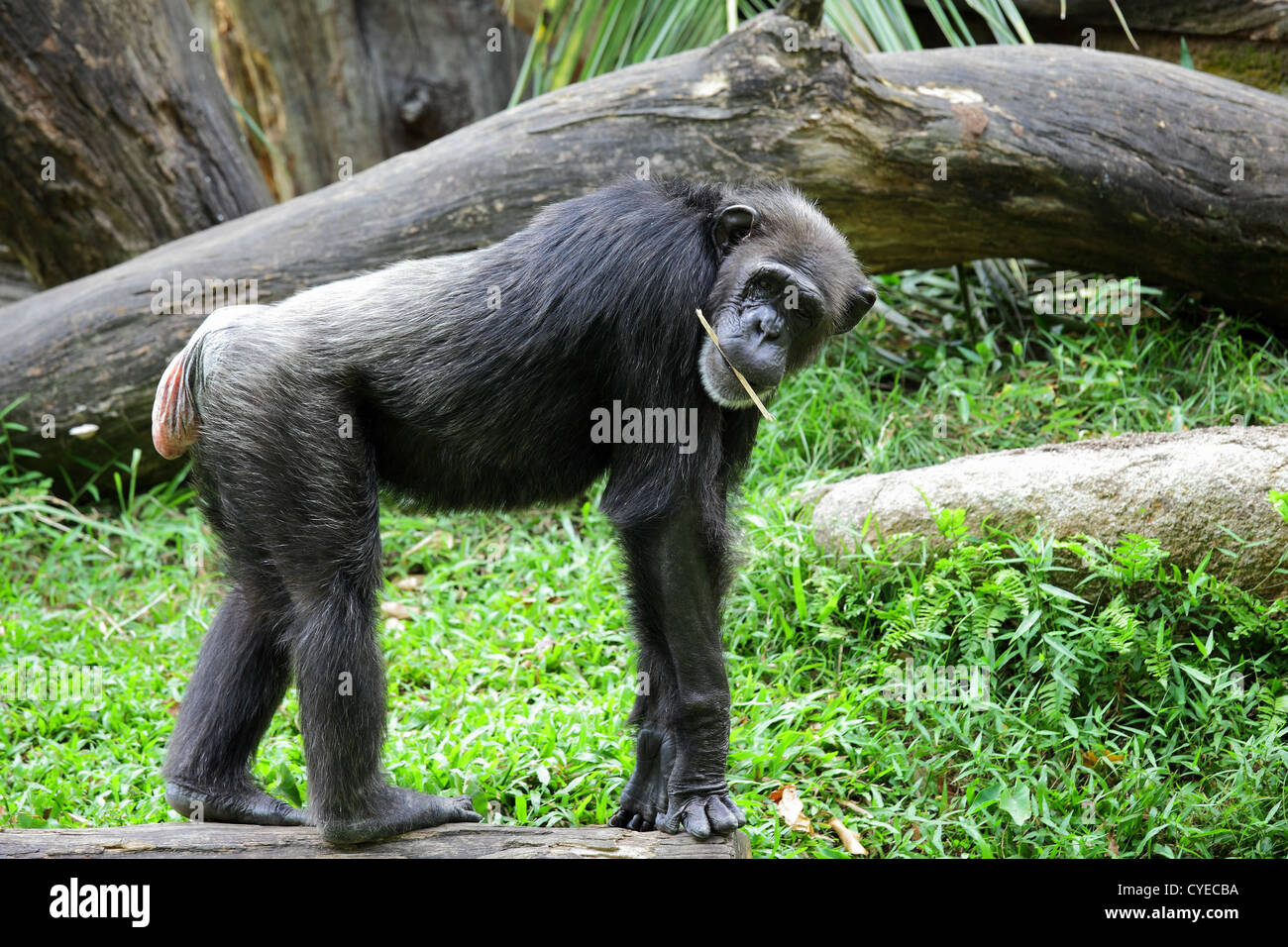 Chimpanzee game hi-res stock photography and images - Alamy