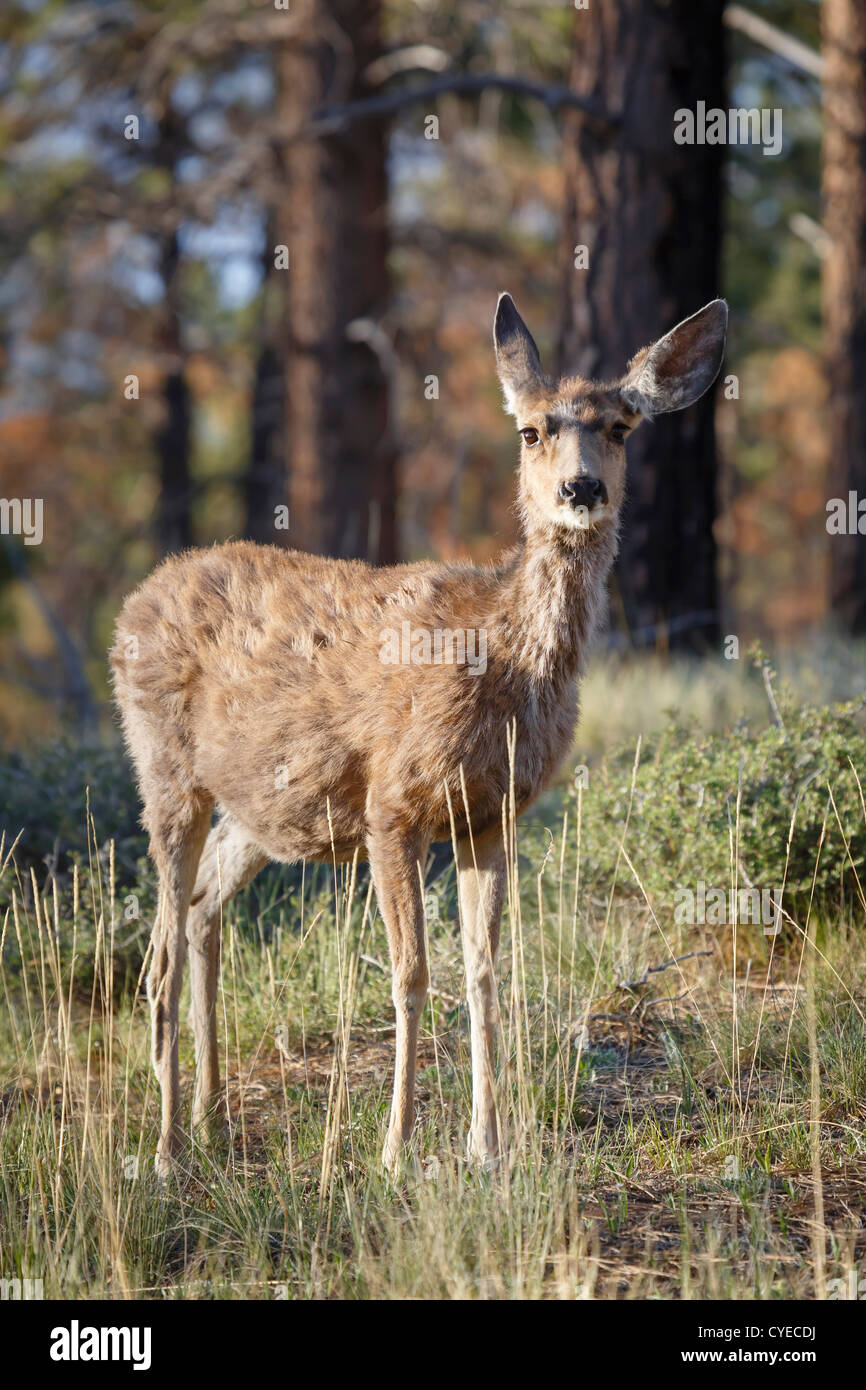 Female deer with a fawn hi-res stock photography and images - Alamy