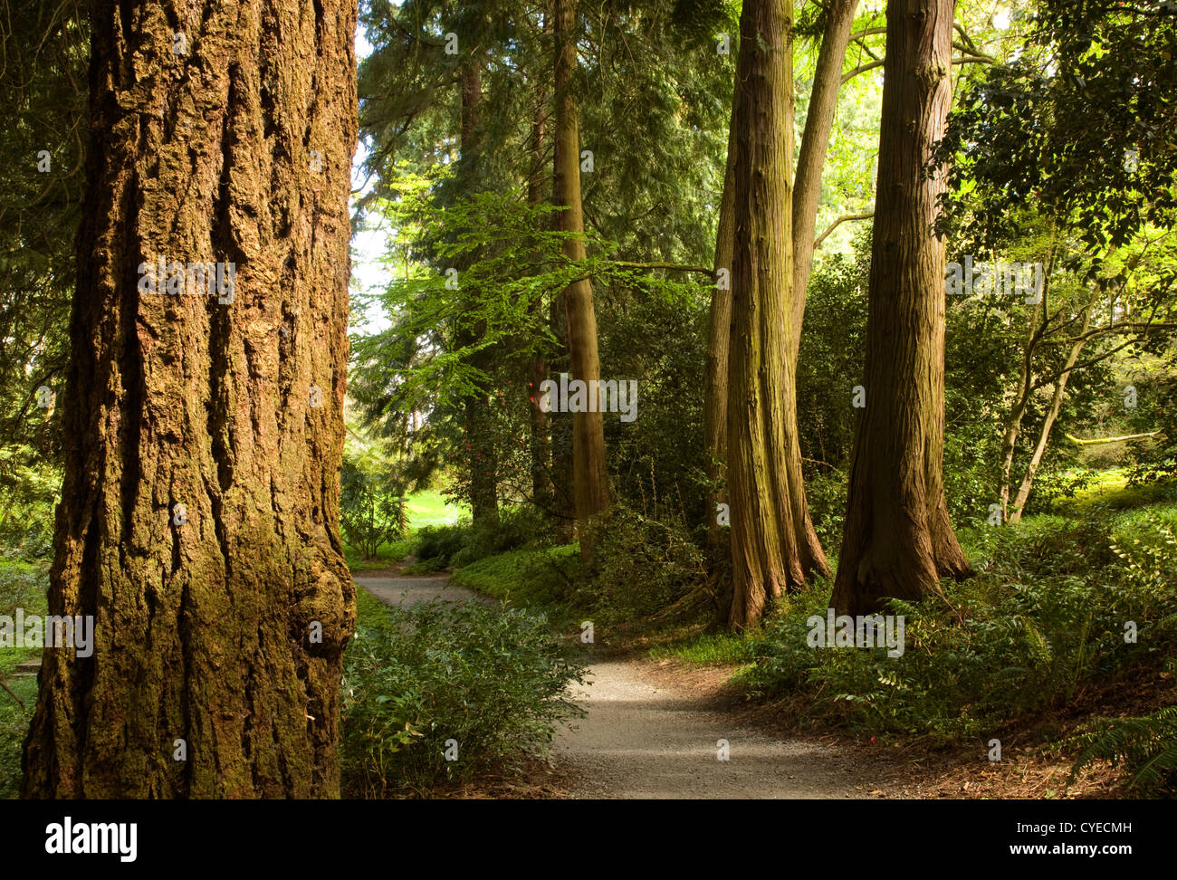 WA05388-00...WASHINGTON - Trail through the forest at Washington Park ...