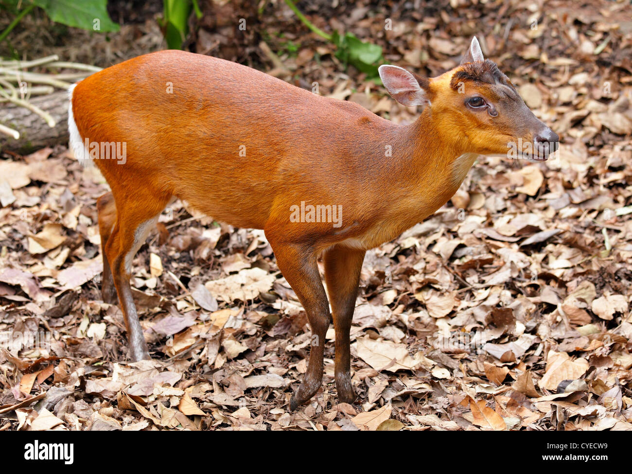 Indian muntjacs hi-res stock photography and images - Alamy