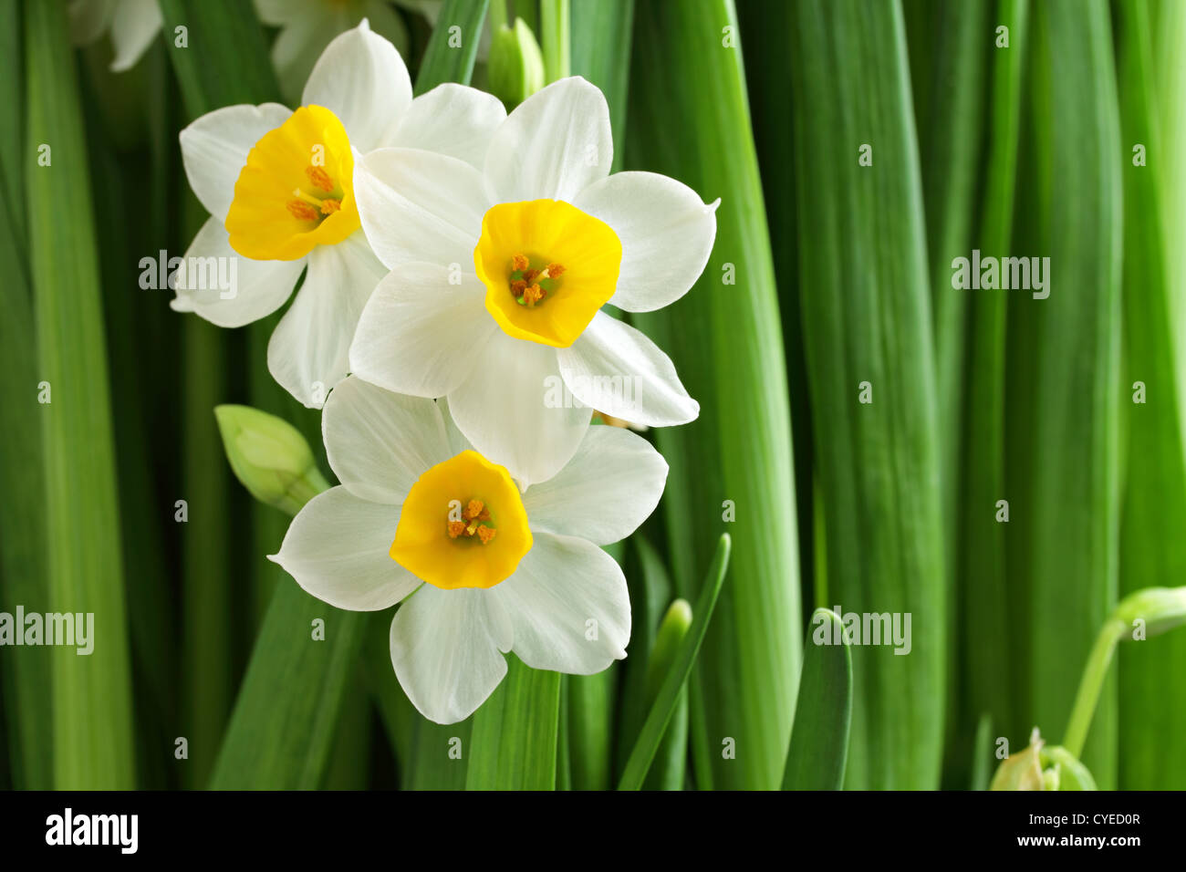 Narcissus flower chinese hi-res stock photography and images - Alamy
