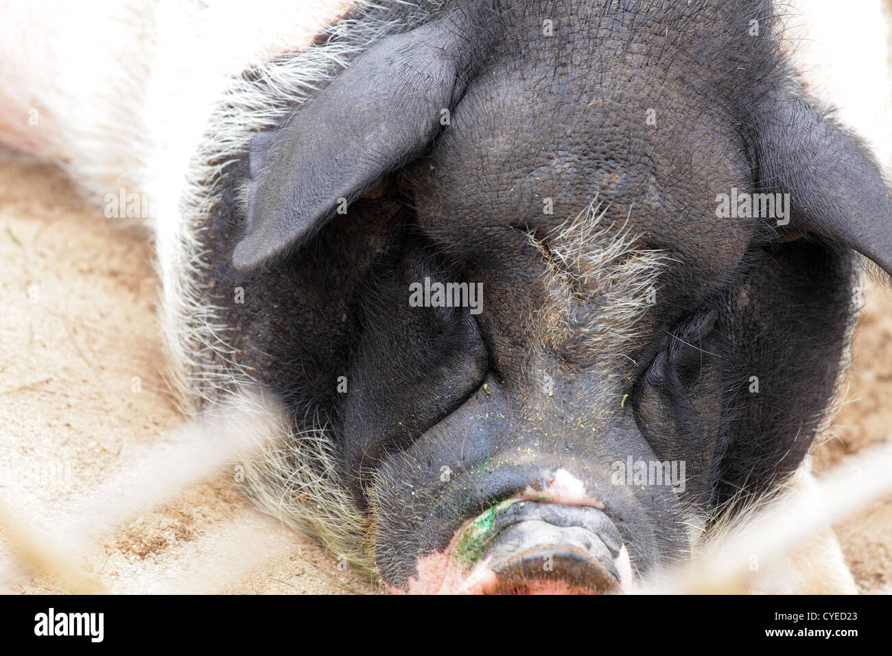 Big pig roast hi-res stock photography and images - Alamy