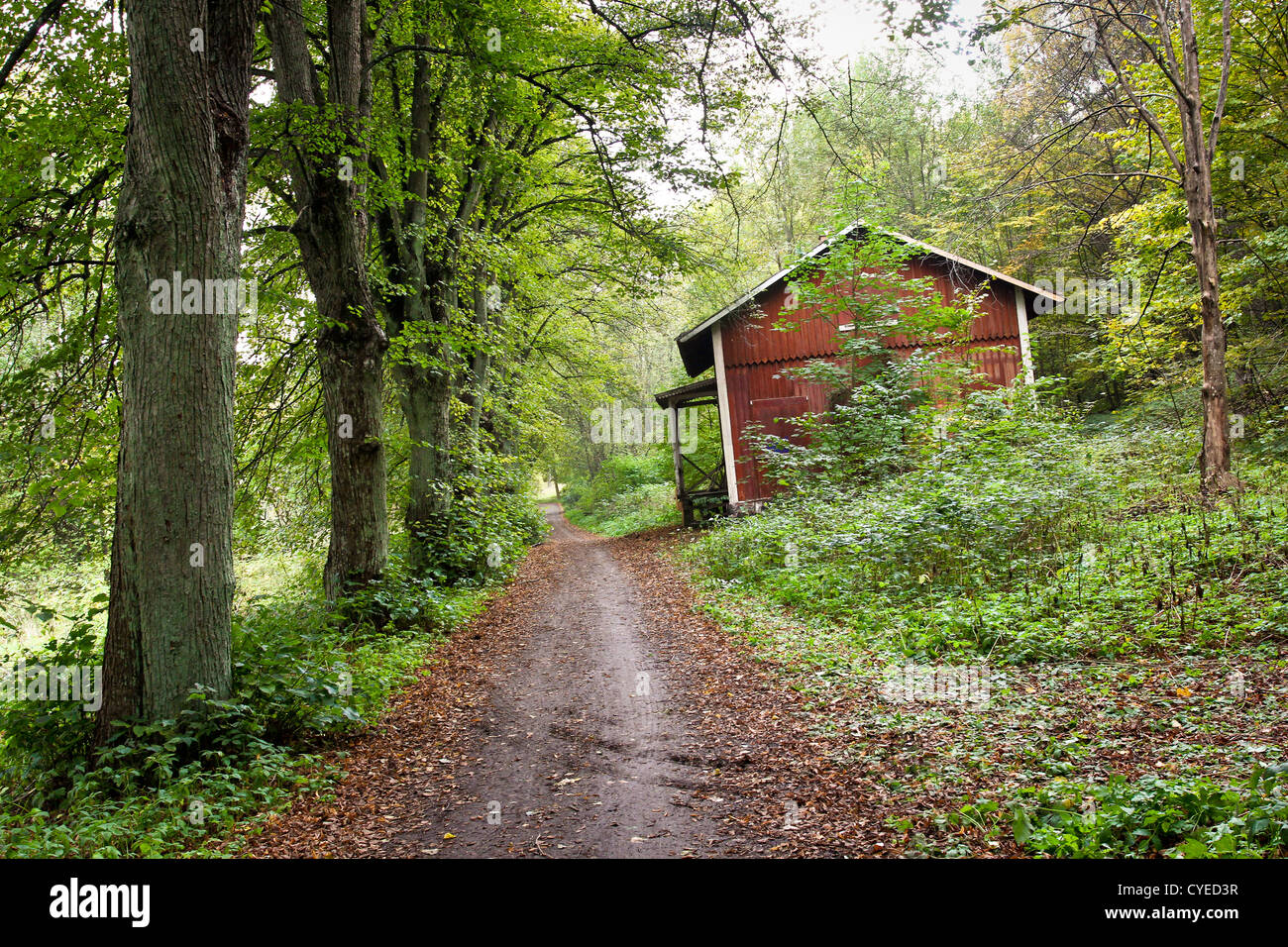 A house on the right side of a gravel path in the woods Stock Photo - Alamy