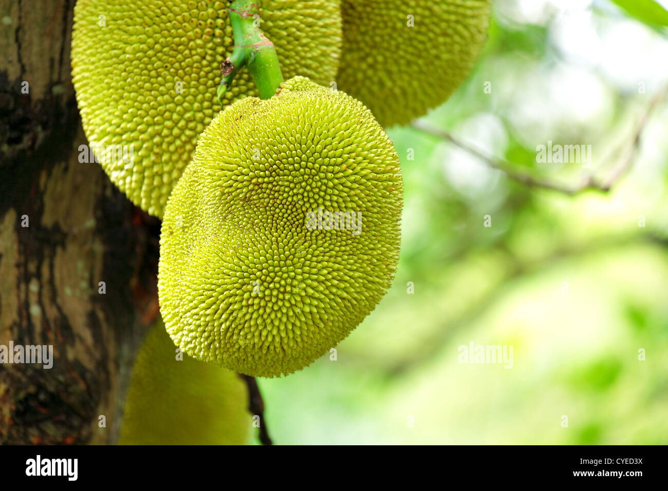 Exotic jack fruits hi-res stock photography and images - Alamy