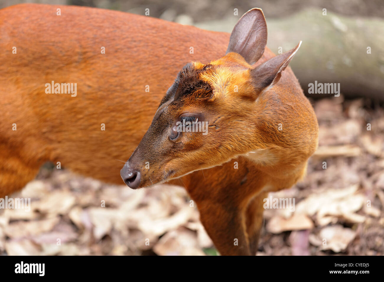 Indian muntjacs hi-res stock photography and images - Alamy