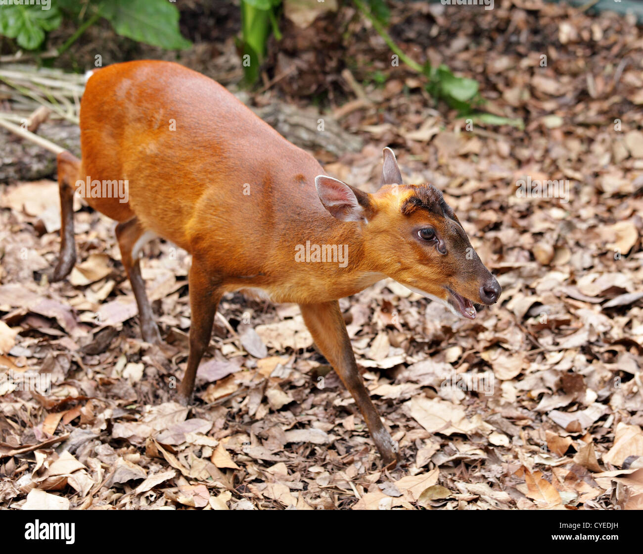 Indian muntjacs hi-res stock photography and images - Alamy