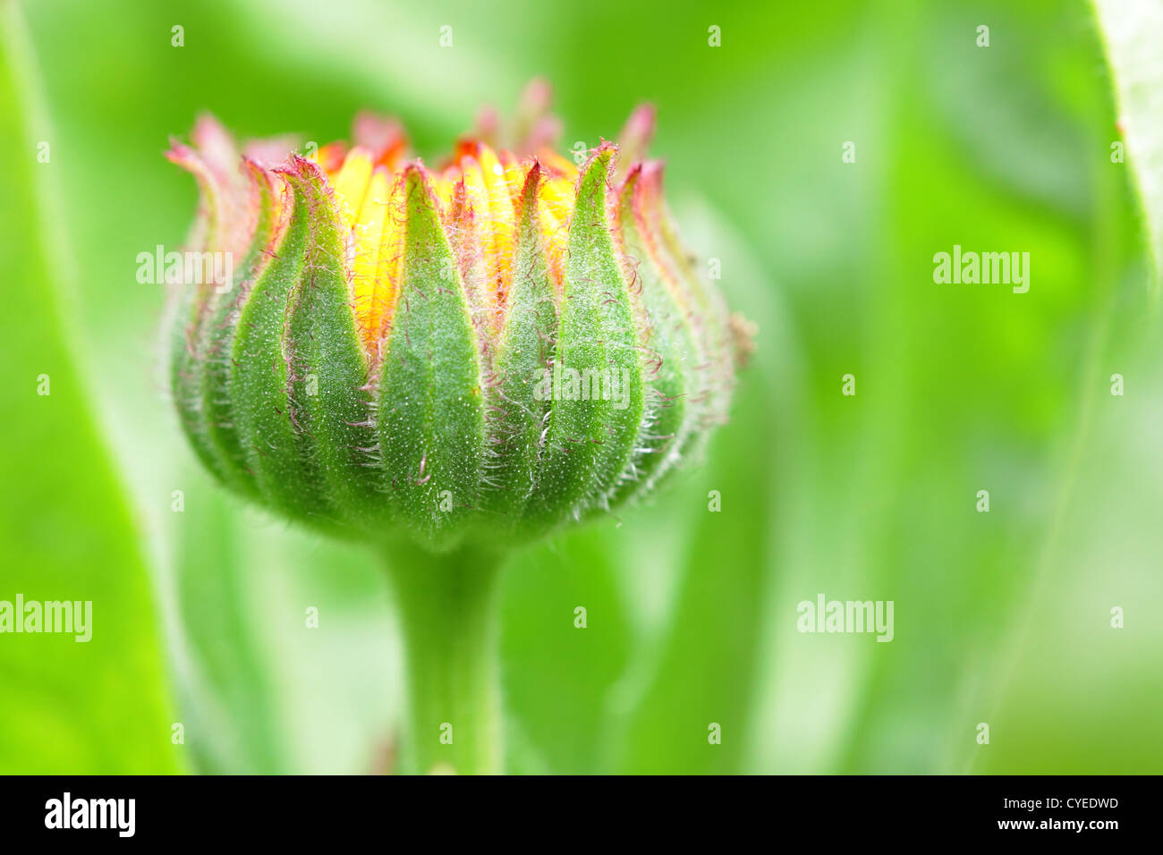 bud flower in the begining of the flowering Stock Photo - Alamy
