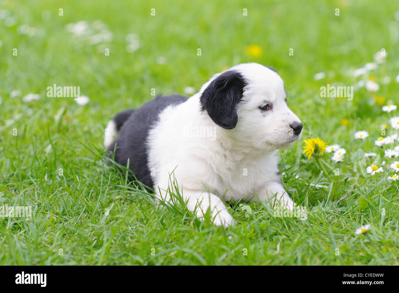 cute puppies in the meadow in spring time Stock Photo - Alamy