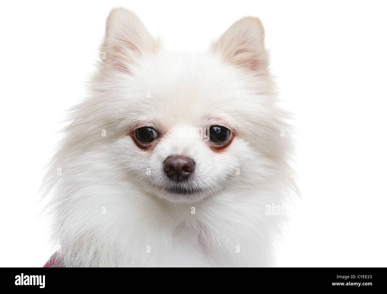 white pomeranian dog Stock Photo - Alamy