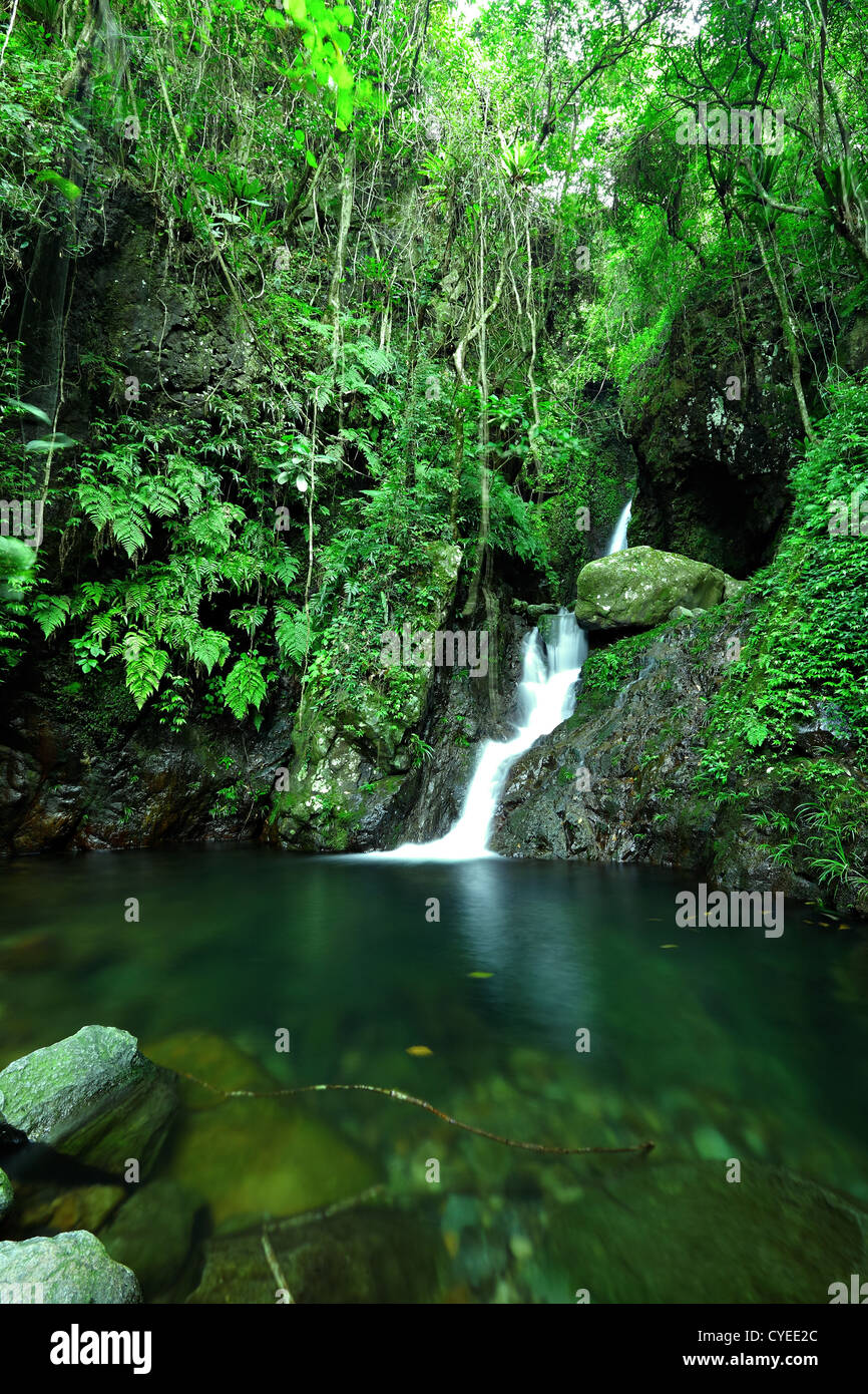 cascade in forest Stock Photo - Alamy
