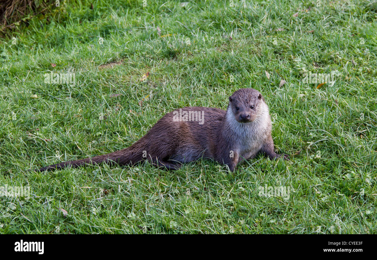 Uk lutra lutra hi-res stock photography and images - Alamy