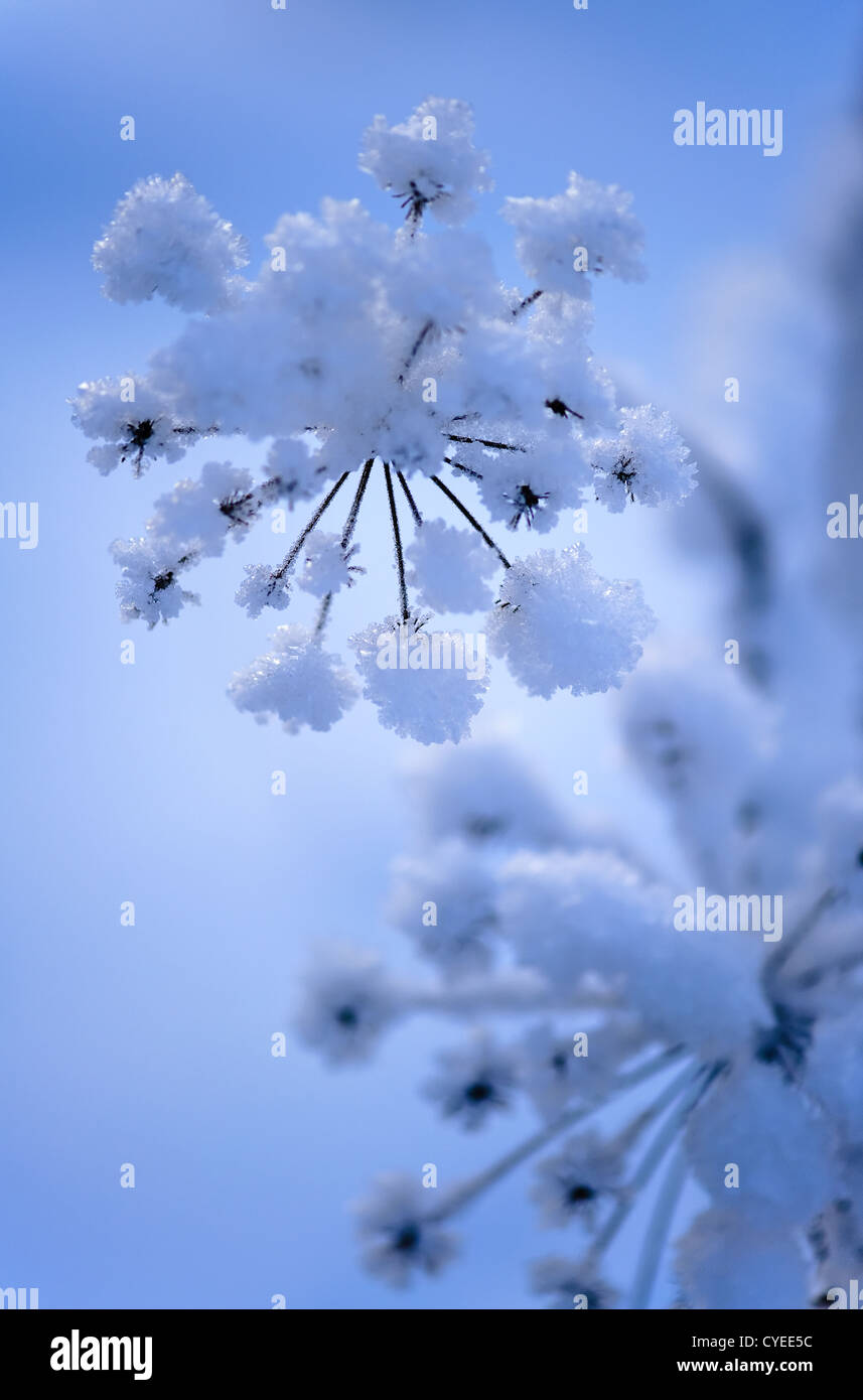 Snowflake forms hi-res stock photography and images - Alamy