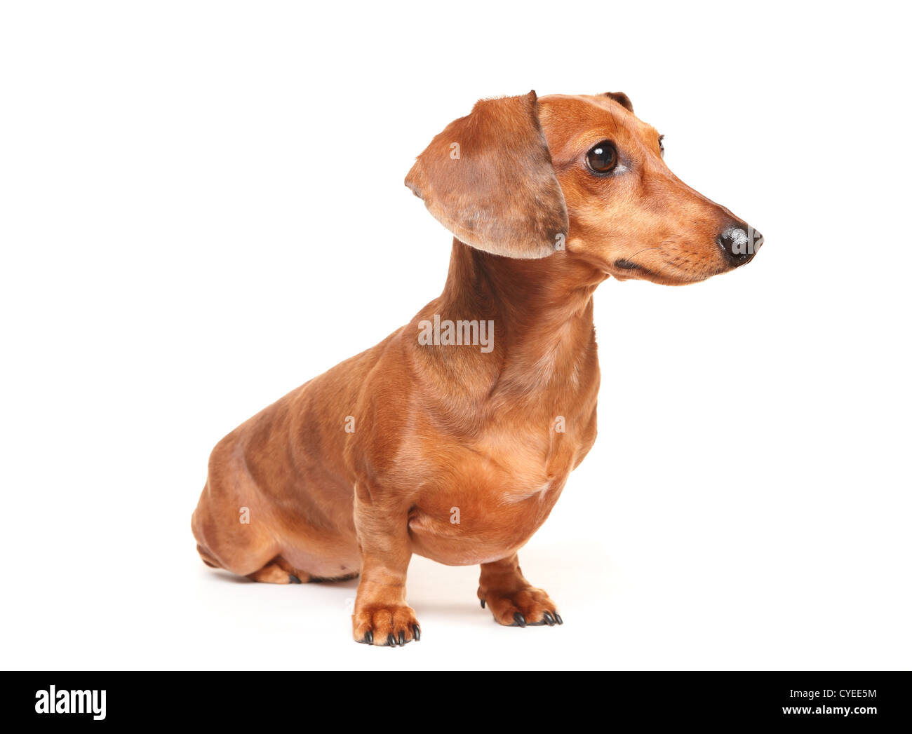 Dachshund dog in front white hi-res stock photography and images - Alamy
