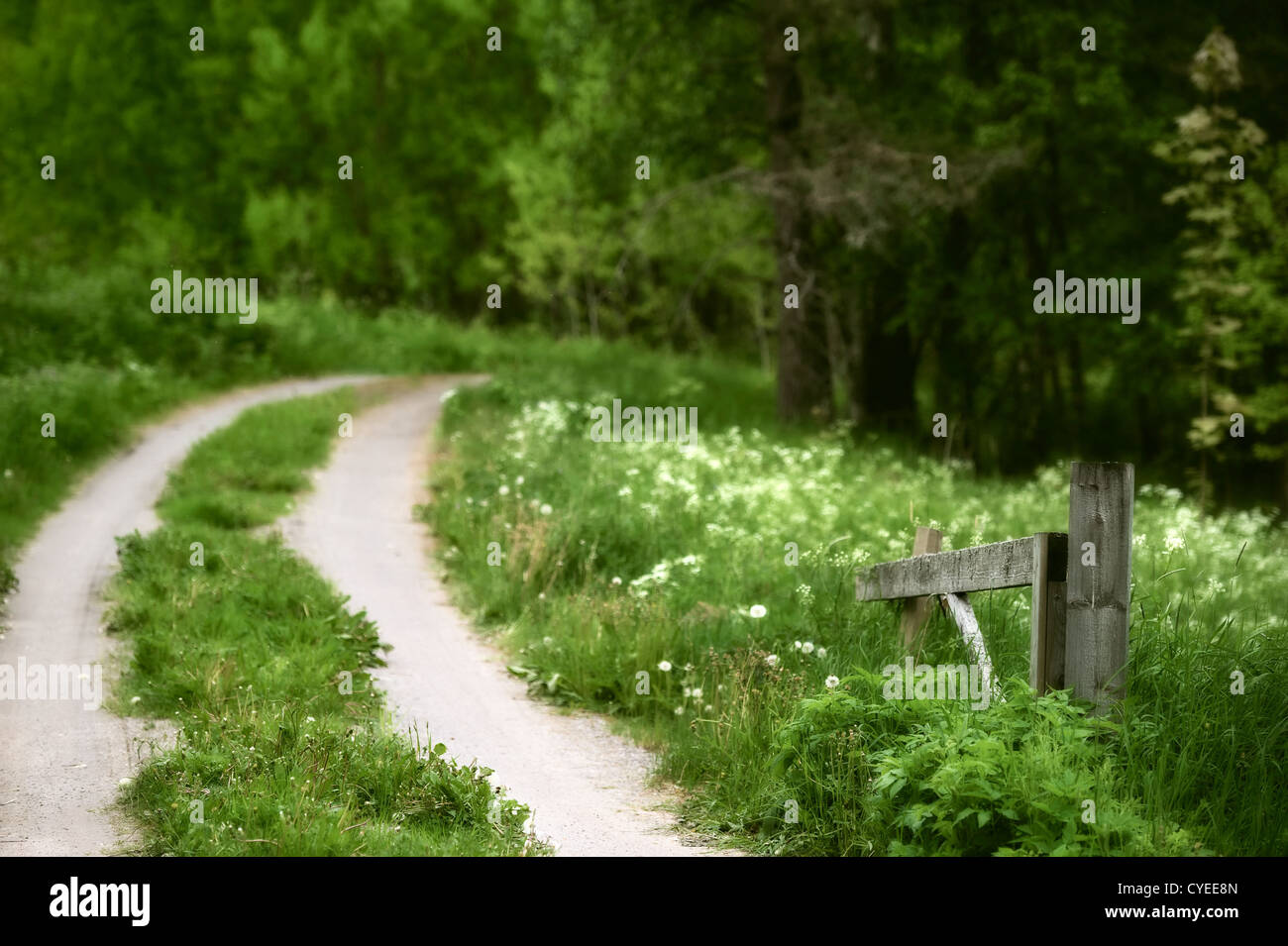 Gated road leads somewhere on summery landscape Stock Photo - Alamy