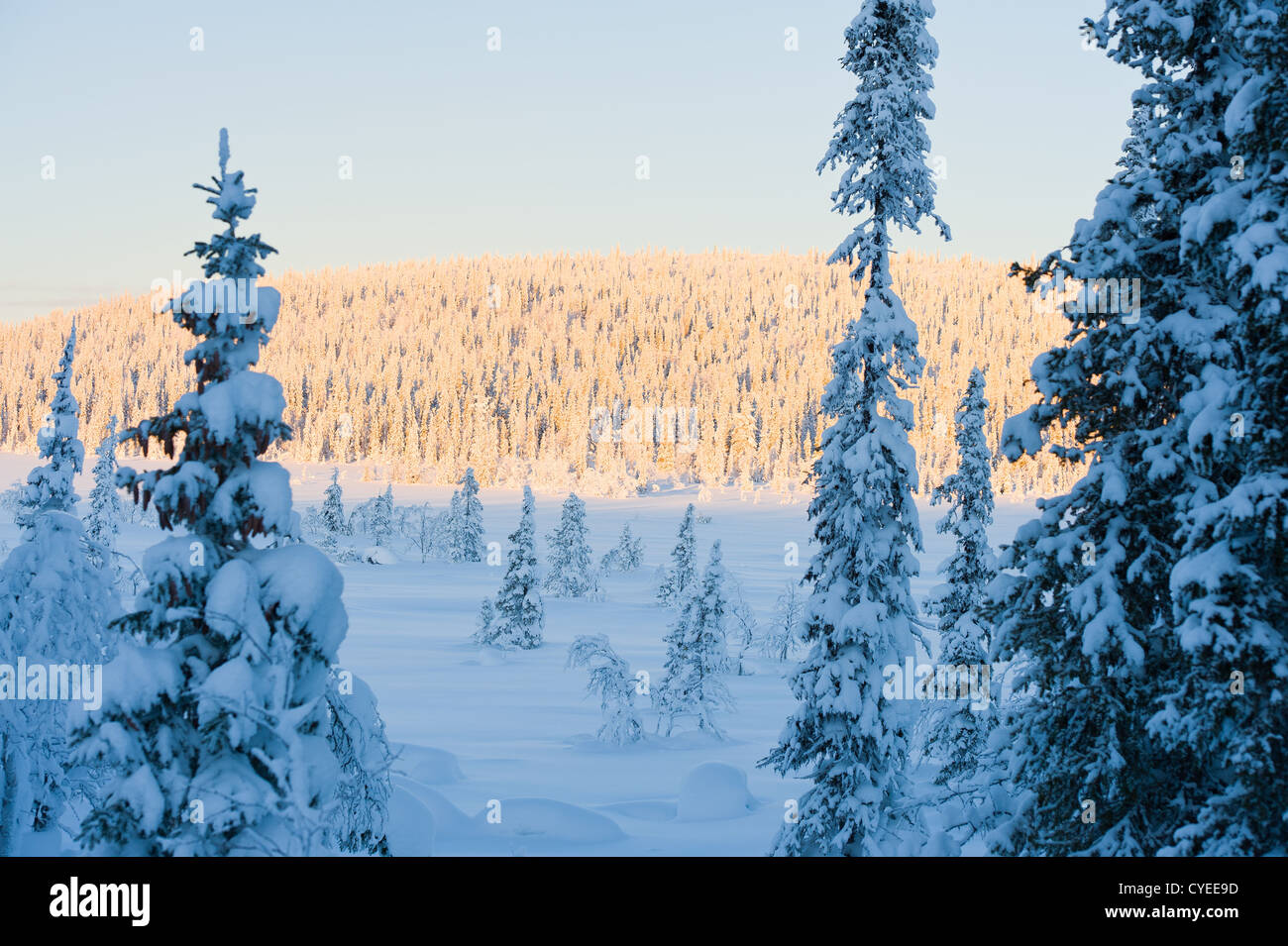 The northern winter landscape in Sweden and cold weather Stock Photo ...