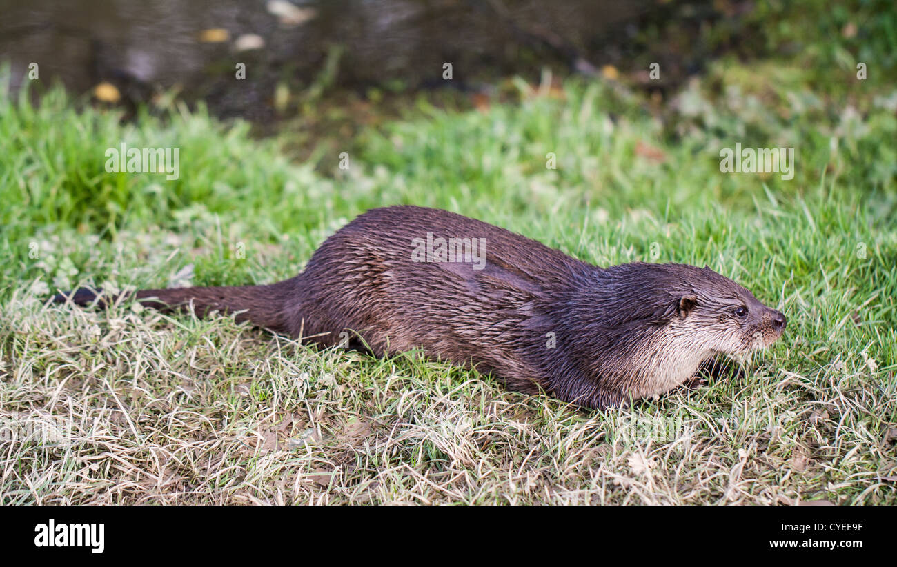 European Otter , Lutra on river Stock Photo - Alamy