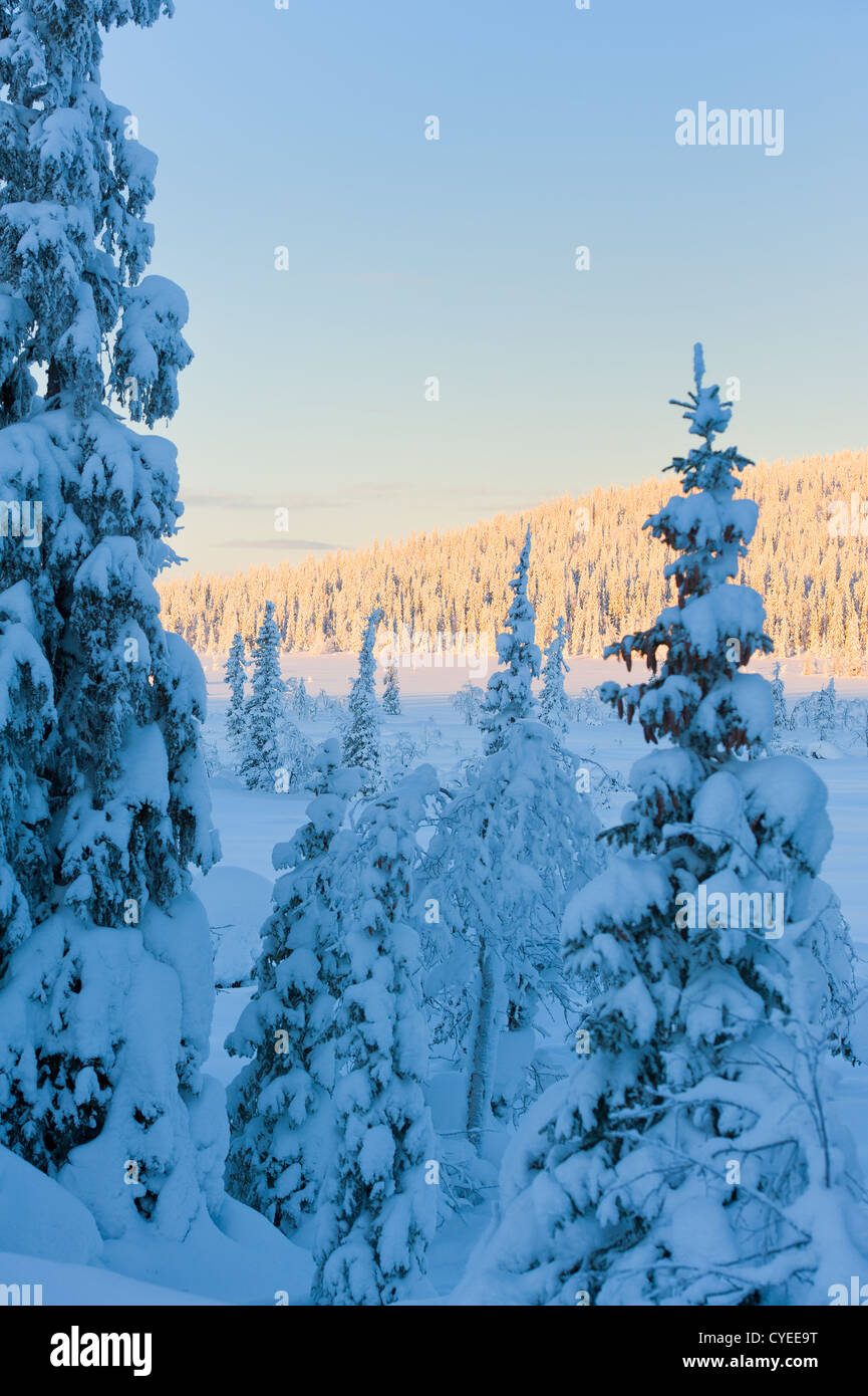 The northern winter landscape in Sweden and cold weather Stock Photo ...