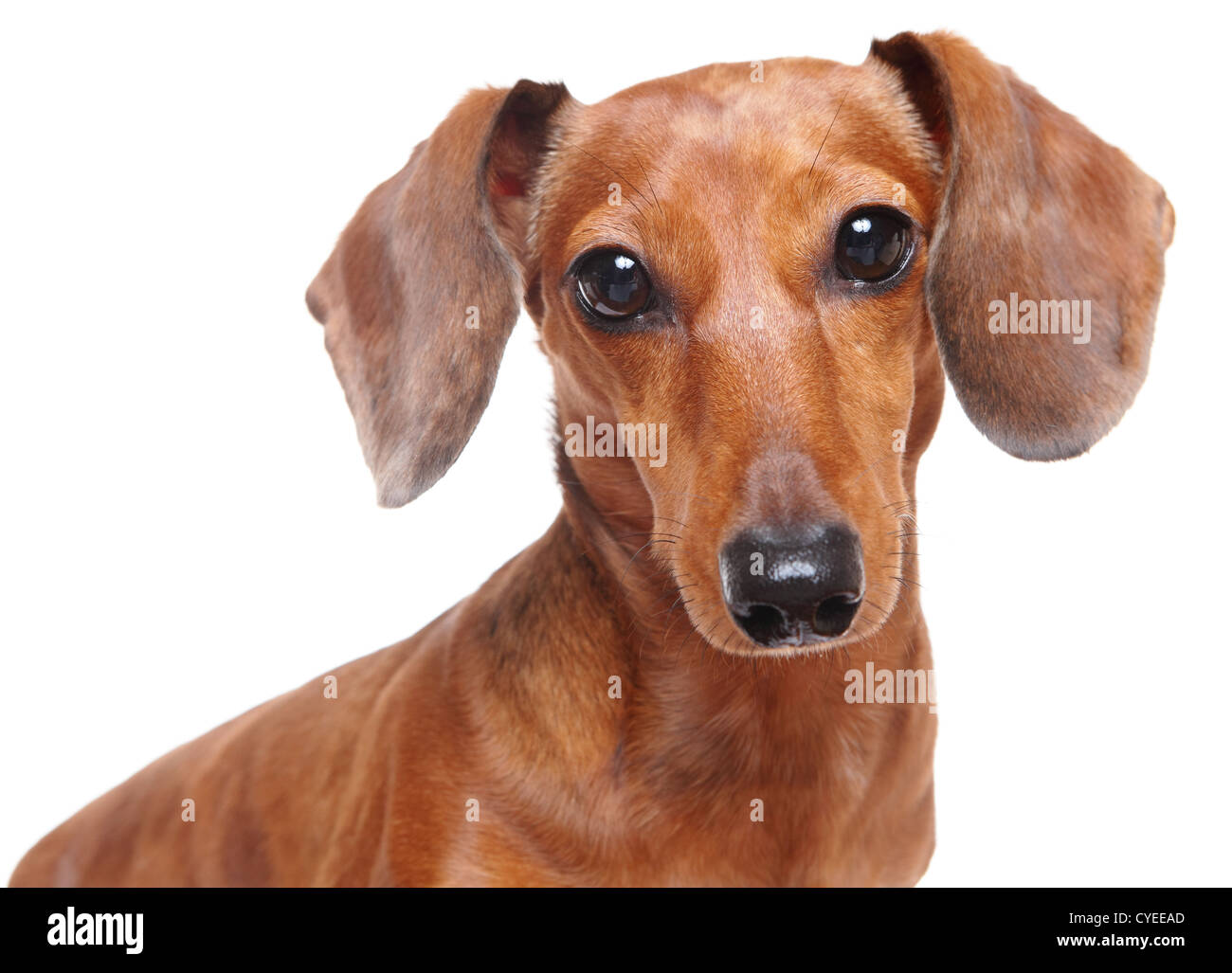 Dachshund dog in front white hi-res stock photography and images - Alamy