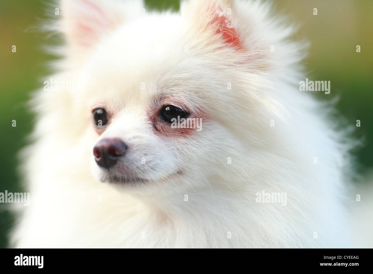 white pomeranian dog Stock Photo - Alamy
