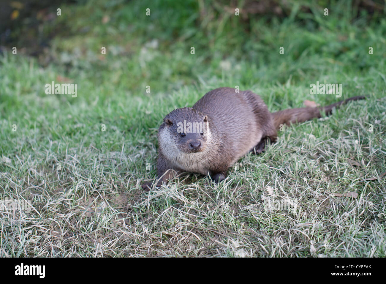 European Otter , Lutra on river Stock Photo - Alamy