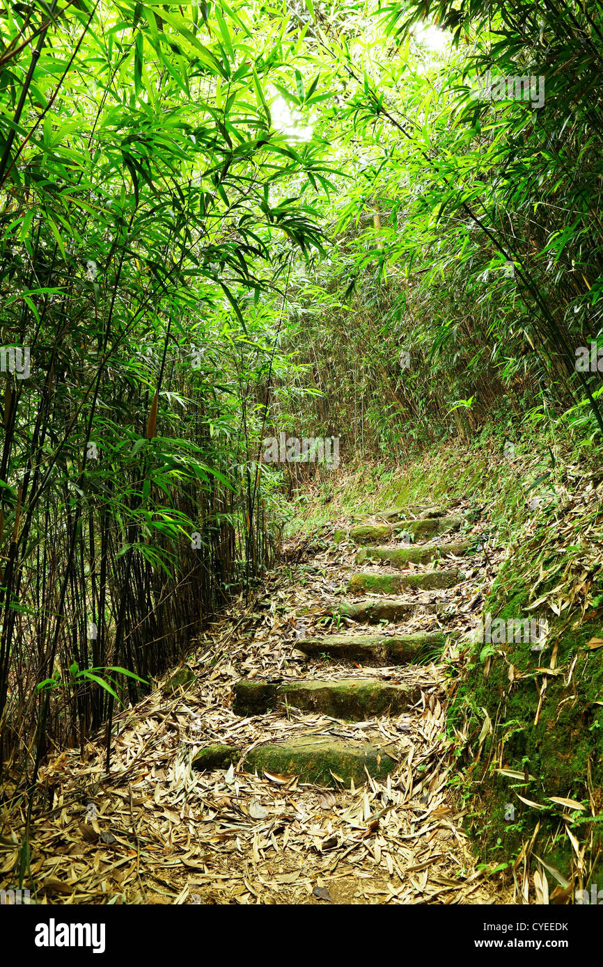Bamboo trees green stems hi-res stock photography and images - Alamy