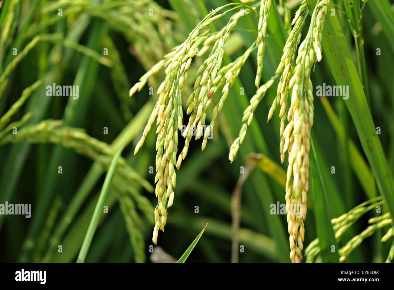 paddy rice field Stock Photo - Alamy