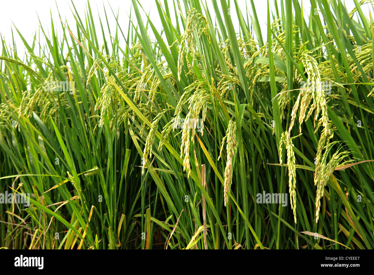 Rice paddy art hi-res stock photography and images - Alamy