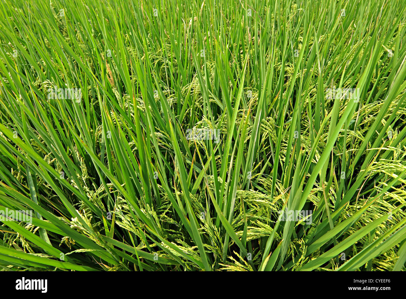 paddy rice field Stock Photo - Alamy