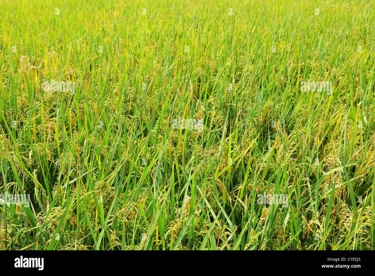 Paddy stalk hi-res stock photography and images - Alamy