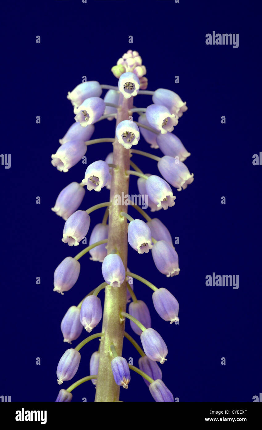 blue and white Muscari flower Stock Photo - Alamy