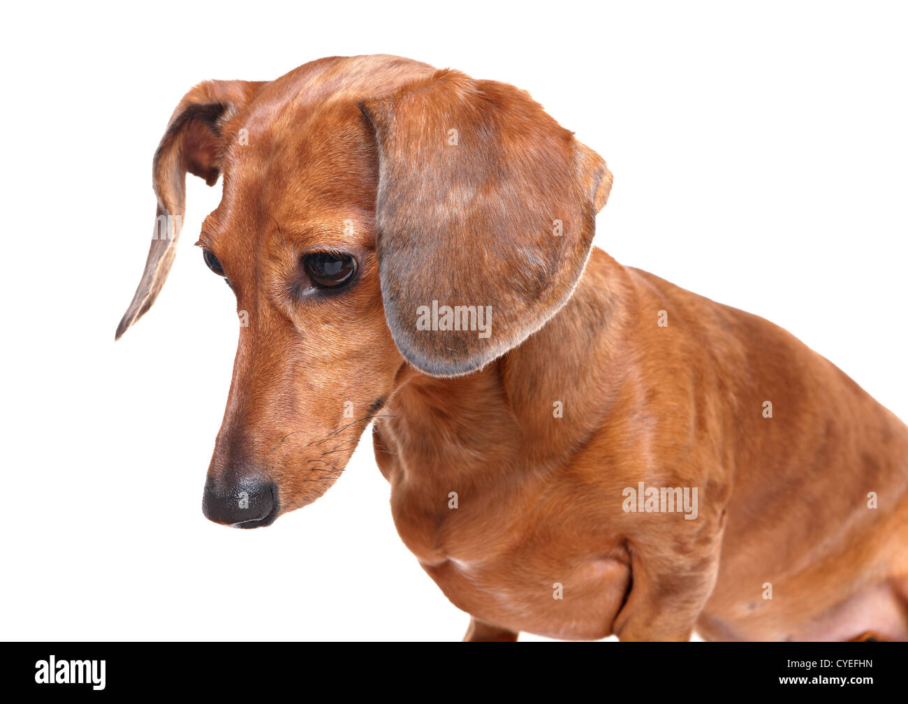 dachshund dog looking down Stock Photo - Alamy