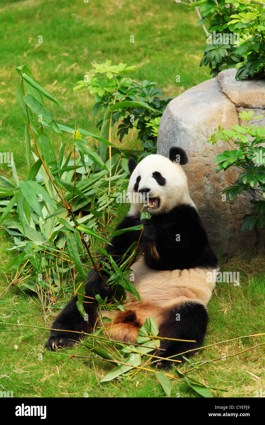 Panda protected hi-res stock photography and images - Alamy