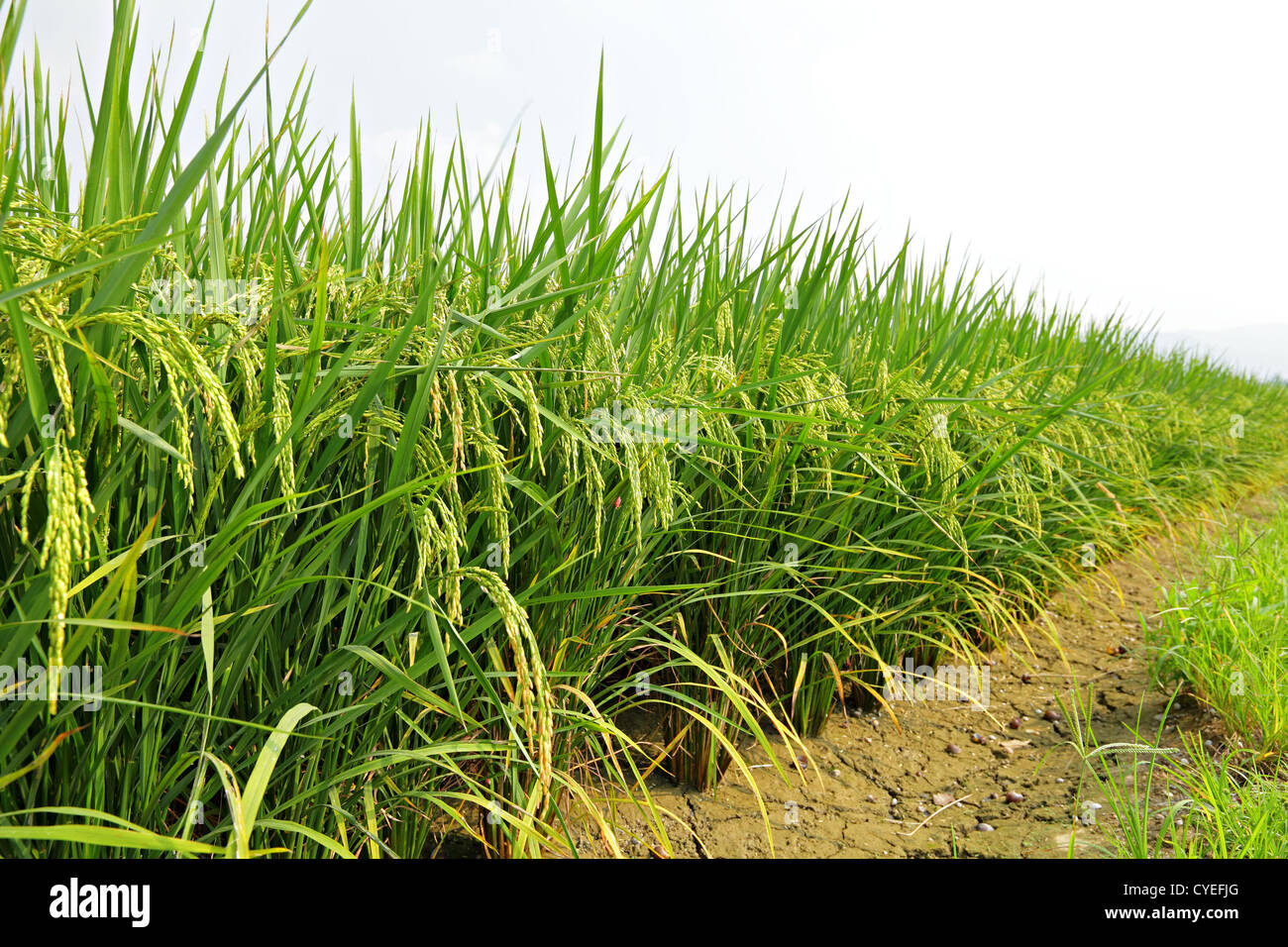 paddy rice field Stock Photo - Alamy