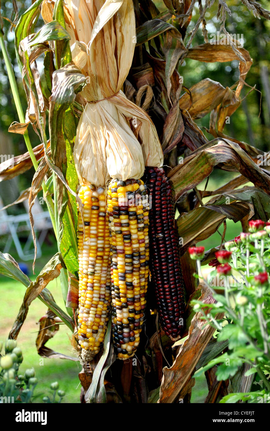 Indian corn crop hi-res stock photography and images - Alamy