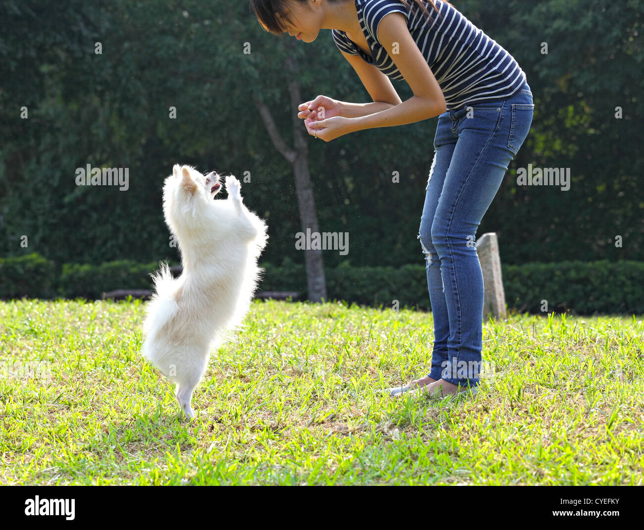 woman training her dog Stock Photo - Alamy